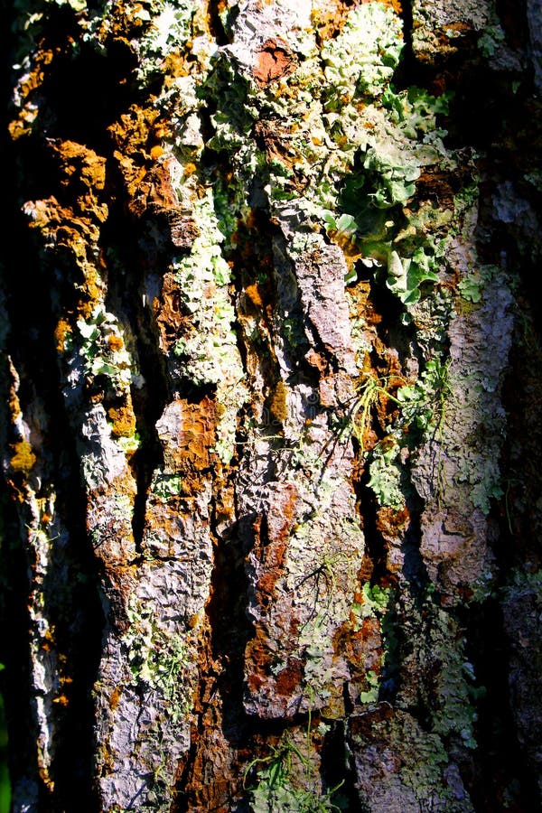 Pine skin stock image. Image of bark, fissure, lichen - 5483633