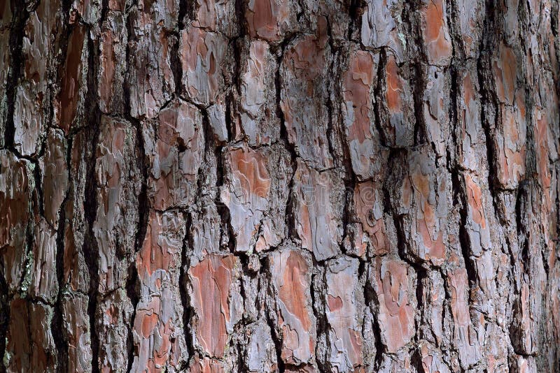 Pine skin stock image. Image of feature, detail, skin - 5483633
