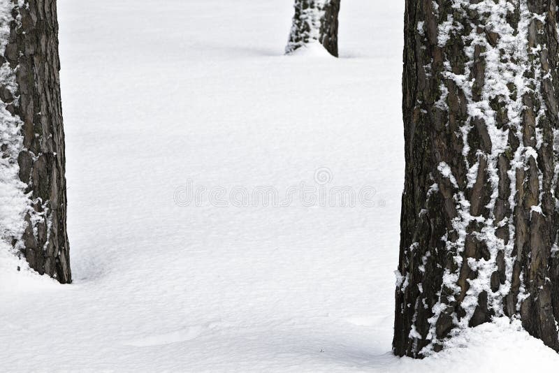 Pine in snow stock photo. Image of beautiful, shape, cold - 12327738