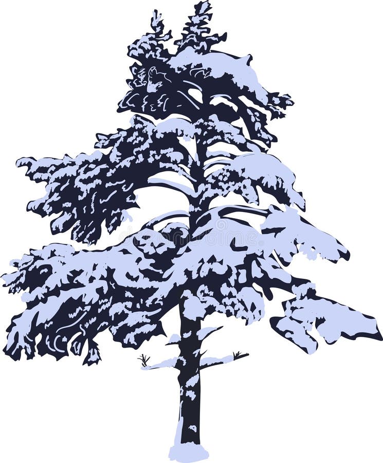 Snow covered fir tree stock vector. Illustration of isolated - 5285588