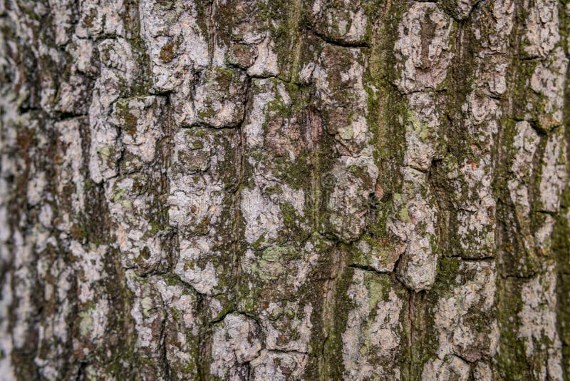 692 Mixed Tree Line Stock Photos - Free & Royalty-Free Stock Photos ...