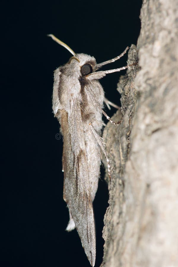 Pine sphinx moth stock photo. Image of moth, insects - 41920178