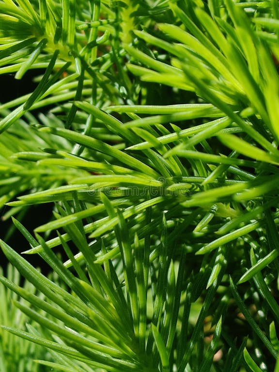 Pine spike stock photo. Image of food, soil, vegetable - 218232850