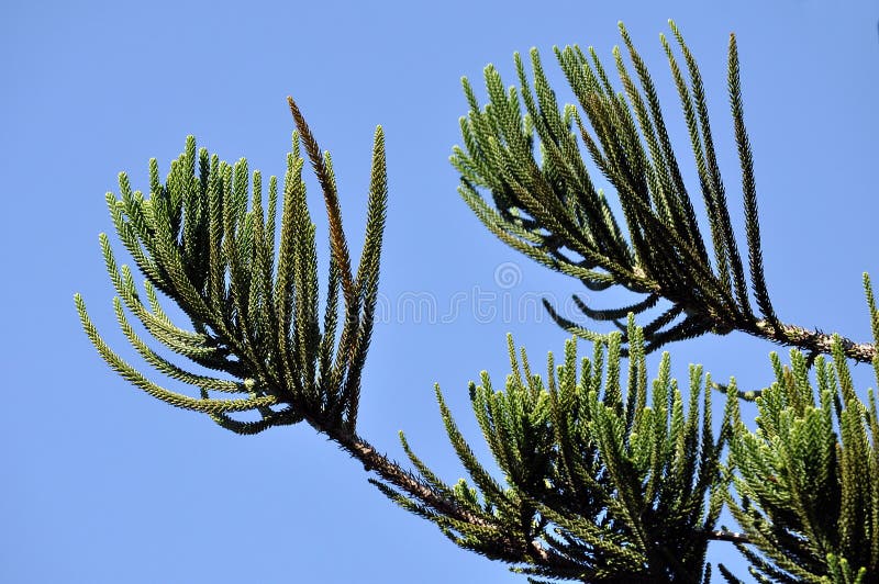 Pine spikes stock image. Image of closeup, decoration - 22529791