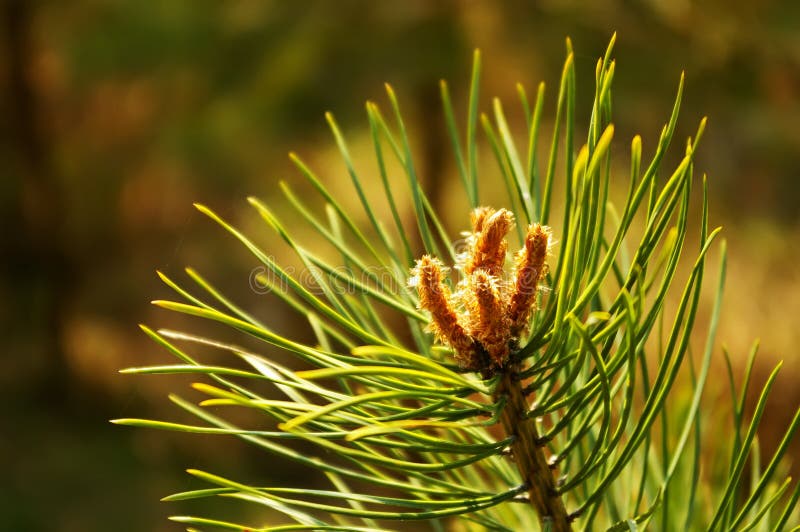 Pine sprig stock image. Image of outdoors, foliage, environment - 17570241