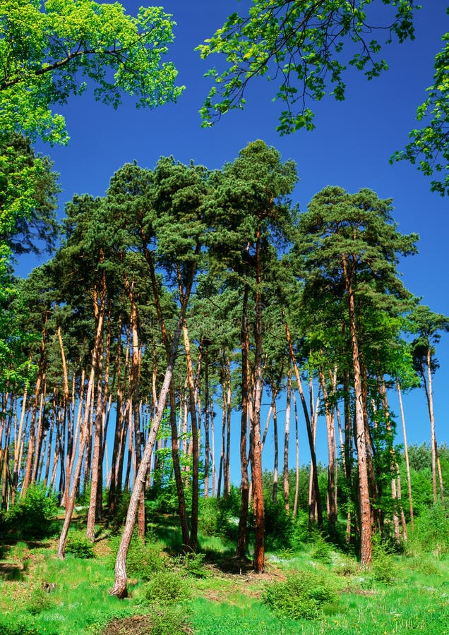 Pine spring stock photo. Image of forests, atmosphere - 142492542