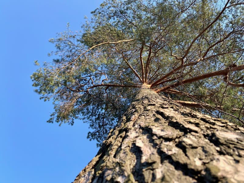 Pine in the Spring, View from Below, from the Tree Trunk To the ...