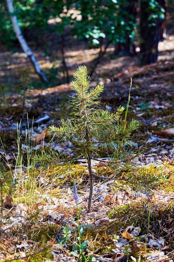 A Pine Sprout Sprouted in a Sunny Glade in the Forest Stock Photo ...