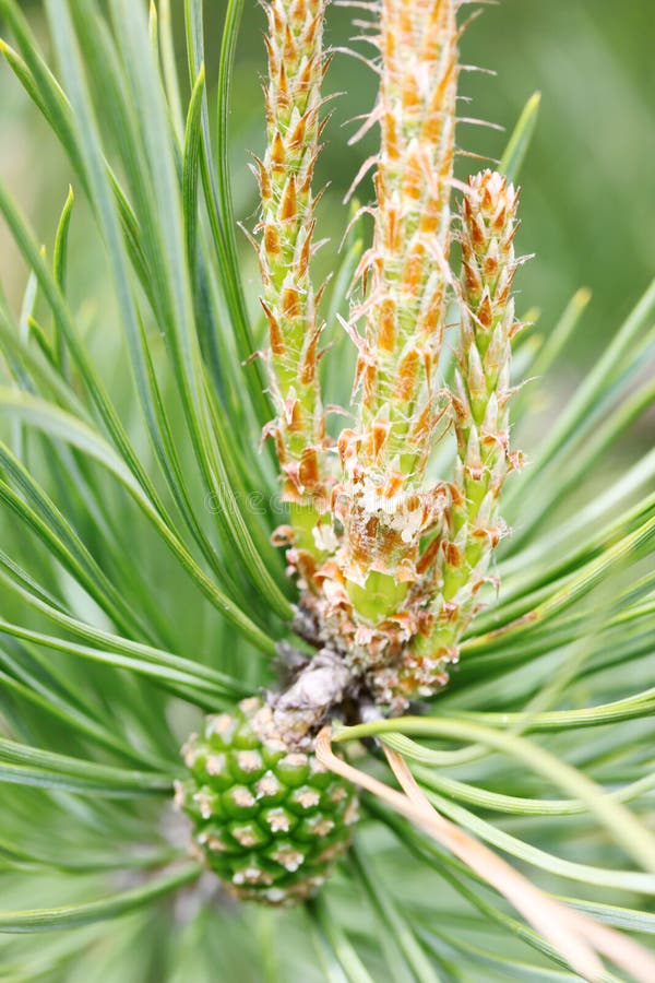 Pine Sprouts with Cone stock photo. Image of green, nature - 64076842