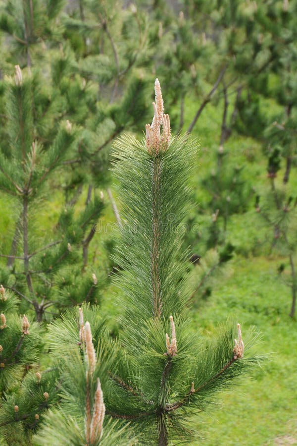 Pine sprouts stock image. Image of leaves, bloom, gardening - 175869811
