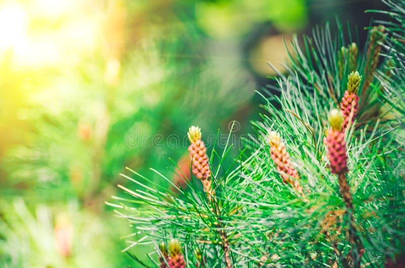 Pine Spruce Cedar Spruce in the Park Green Needles Stock Photo - Image ...