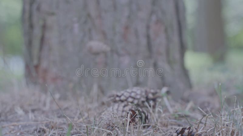 Pine Spruce Cones Falling on Ground Past Thick Forest Tree Stock ...