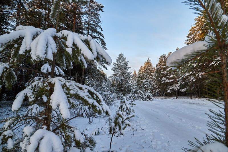 Pine or Spruce Tree Covered with Snow in Forest in Cold Winter Evening ...