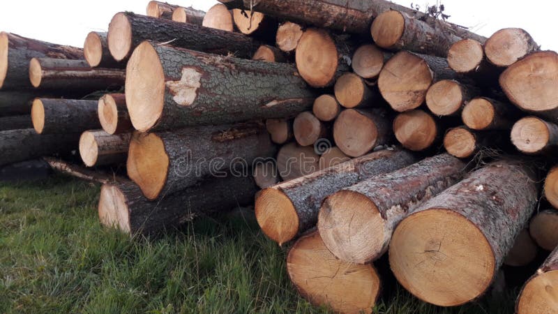 Pine spruce tree logs stock photo. Image of tree, spruce - 284258062