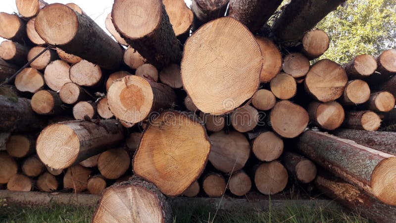 Pine spruce tree logs stock image. Image of stack, background - 284258199