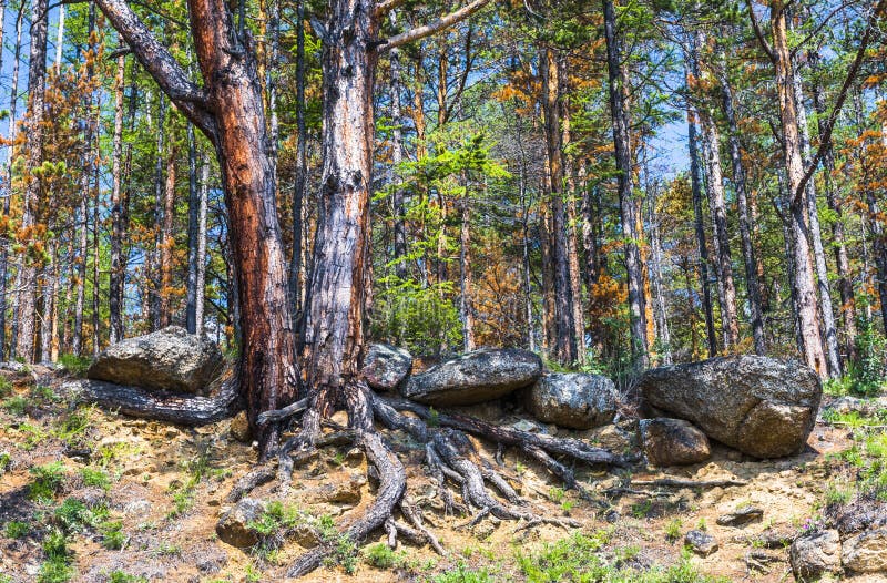 Pine on the Steep Sandy Shore Stock Photo - Image of stone, slope: 78166396