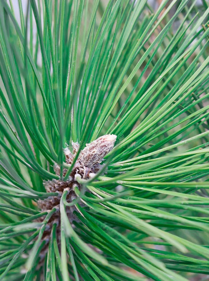 Pine stem cross section stock image. Image of pith, cambium - 17028383