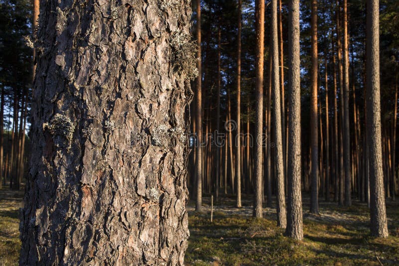 Pine stem stock photo. Image of lumber, pine, sunlight - 59974090