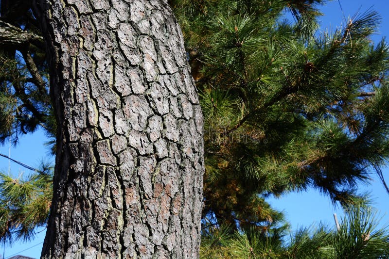Pine stem cross section stock image. Image of pith, cambium - 17028383