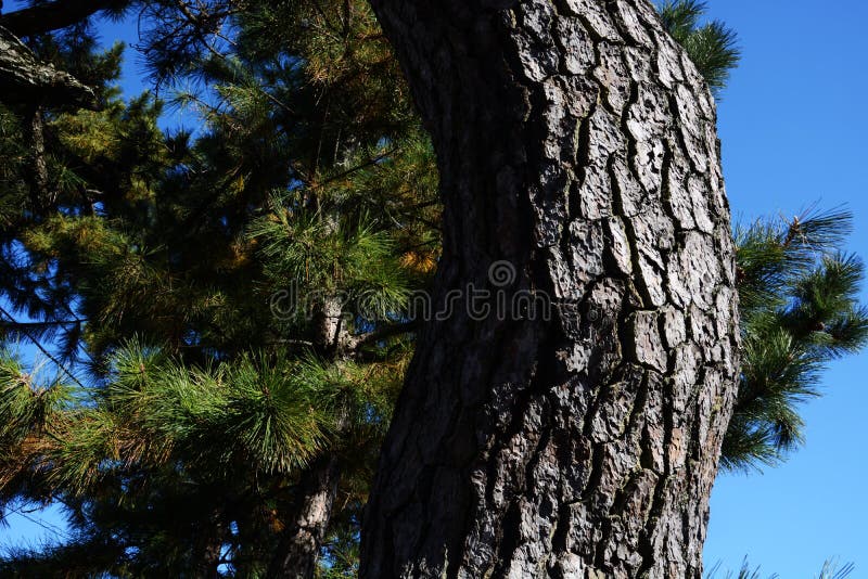 Pine stem stock photo. Image of bark, landscape, green - 106487972