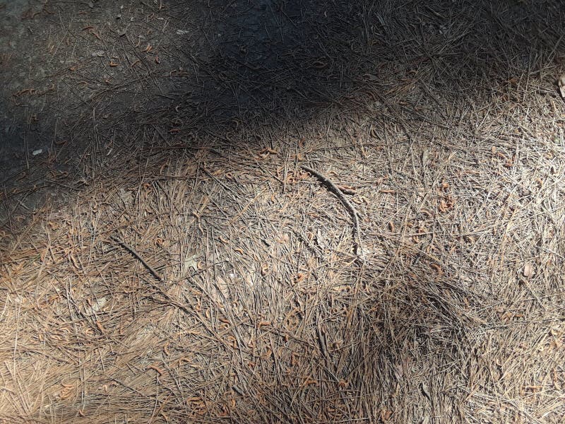 Pine Straw Layer on the Ground A4 Stock Photo - Image of pine, ground ...