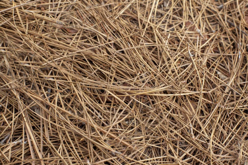 Dry Old Pine Needles Also Known As Pine Straw Stock Photo - Image of ...
