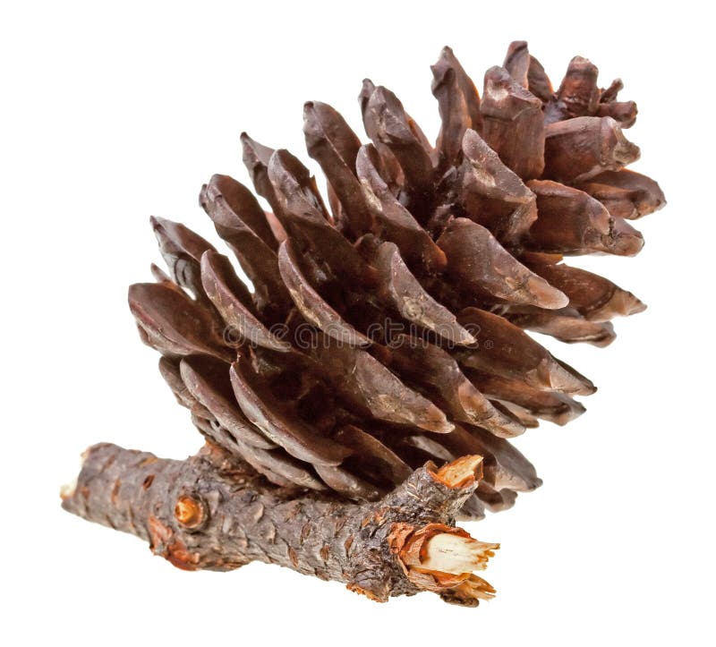 Strobile stock photo. Image of pine, leaf, acerose, ecology - 105137698