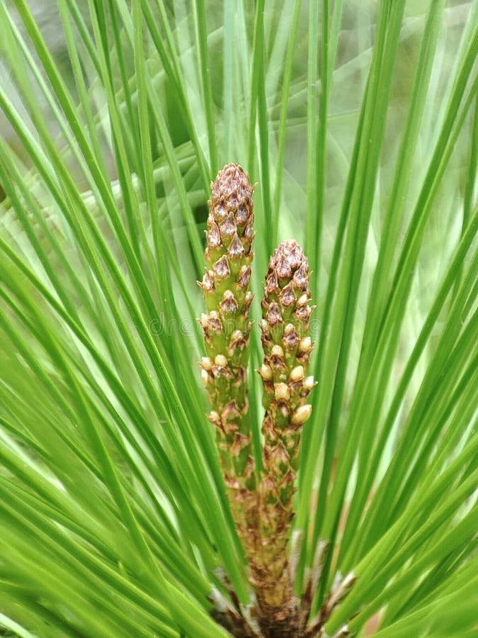 Pine Strobilus Growing on the Trunk Stock Image - Image of bloom ...