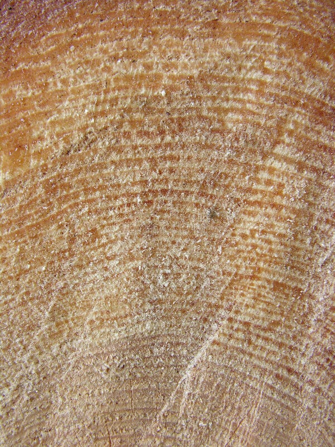 Pine structure stock image. Image of trees, circles, texture - 172289