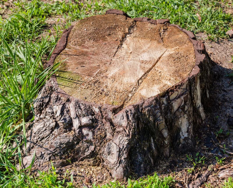 Pine Stump with Traces of Chainsaw Work in Forest Stock Image - Image ...