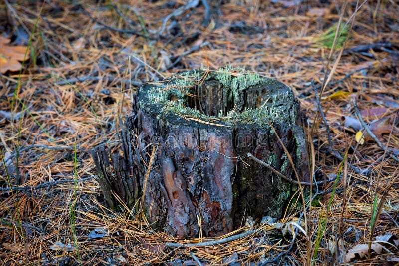 Pine stump in forest stock photo. Image of coniferous - 198237946