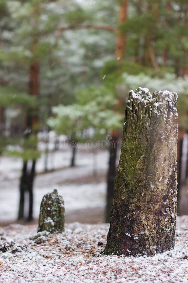 Pine stump in forest stock image. Image of seasonal, vertical - 49809055