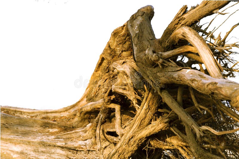 Pine Stump and Roots on Dead Stock Image - Image of removal, timber ...