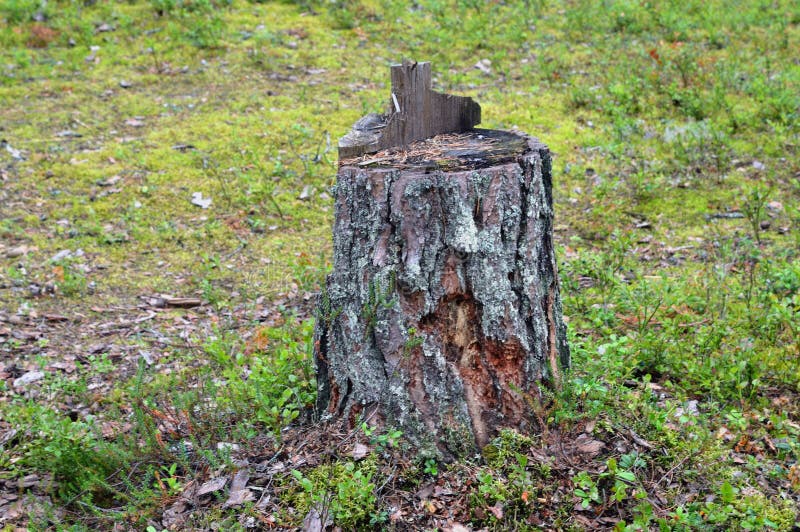 Pine Stump in Summer Forest Stock Photo - Image of outdoor, forest ...