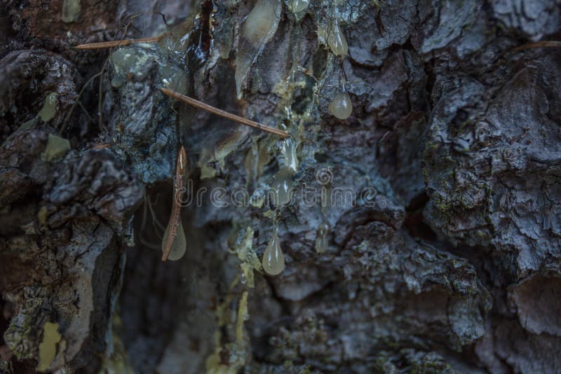 1,144 Pine Tar Stock Photos - Free & Royalty-Free Stock Photos from ...