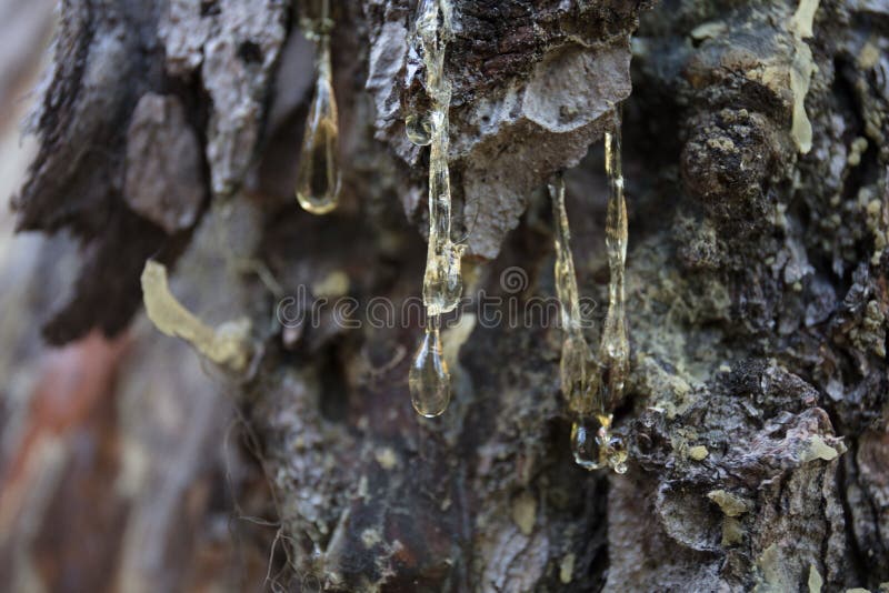 1,144 Pine Tar Stock Photos - Free & Royalty-Free Stock Photos from ...