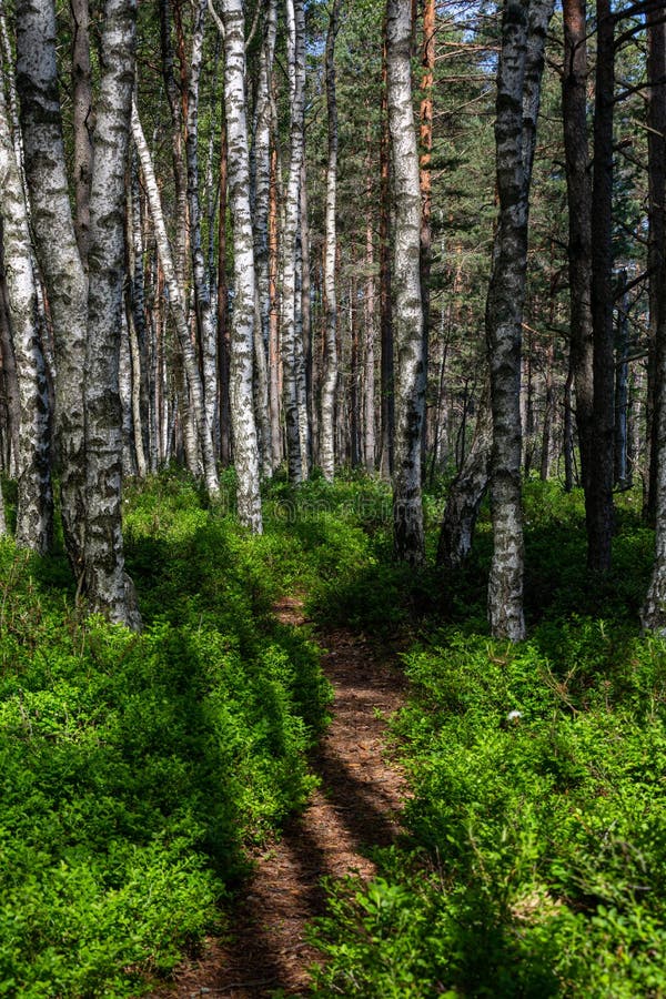 Pine Three and Old Withered Trees in Forest Wit Reflections Stock Image ...