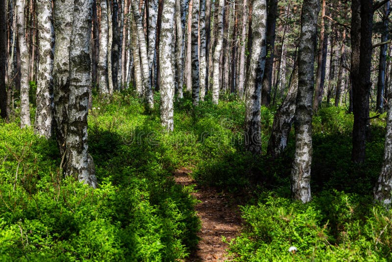 9,349 Withered Forest Photos - Free & Royalty-Free Stock Photos from ...