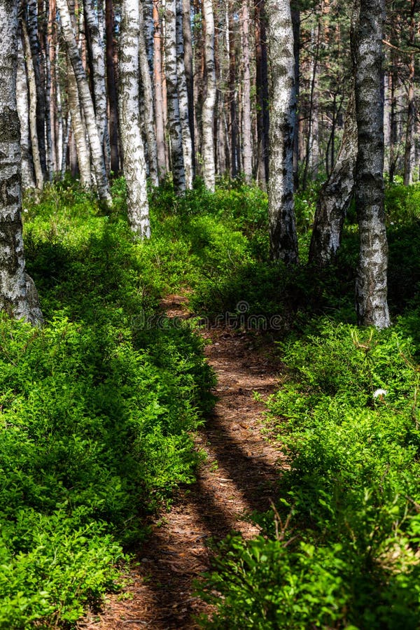 Pine Three and Old Withered Trees in Forest Wit Reflections Stock Image ...