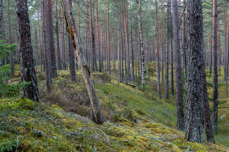 Old Withered Trees on the Chojnik Mountain Stock Photo - Image of ...