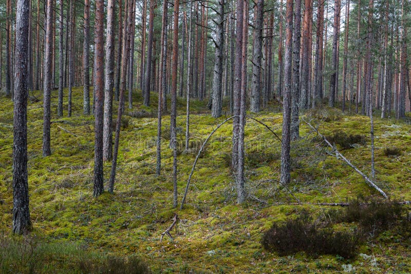 Old Withered Trees on the Chojnik Mountain Stock Photo - Image of ...