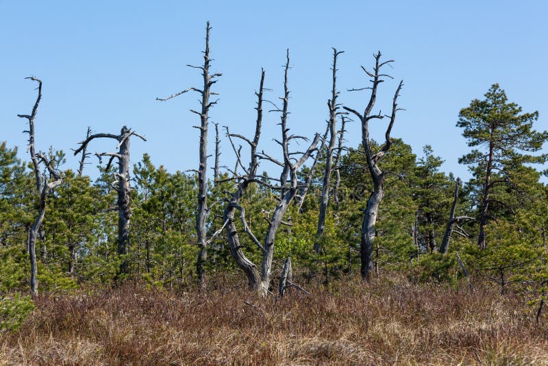 Old Withered Trees on the Chojnik Mountain Stock Photo - Image of ...