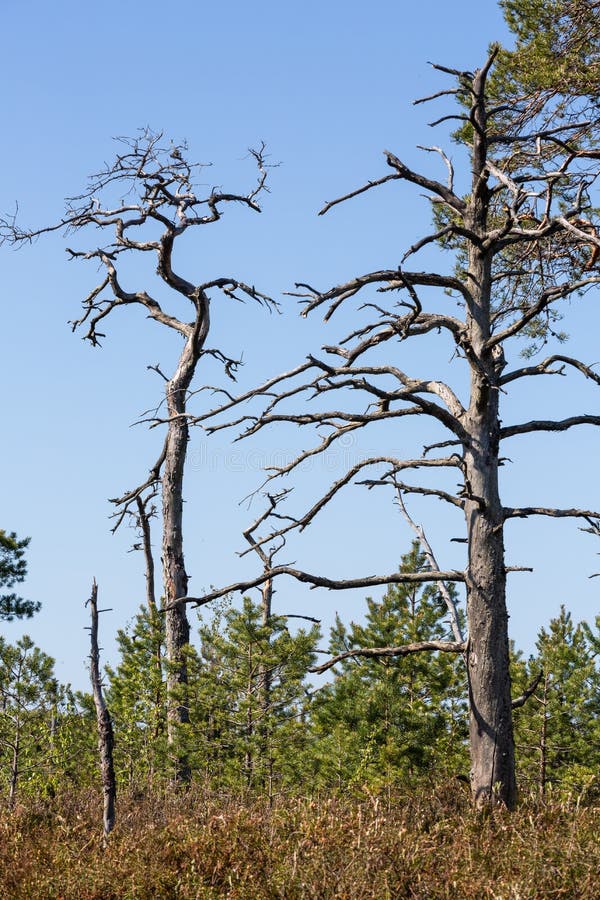 Old Withered Trees on the Chojnik Mountain Stock Photo - Image of ...