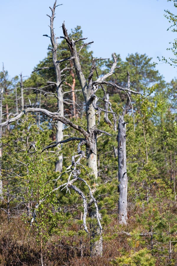 Old Withered Trees on the Chojnik Mountain Stock Photo - Image of ...