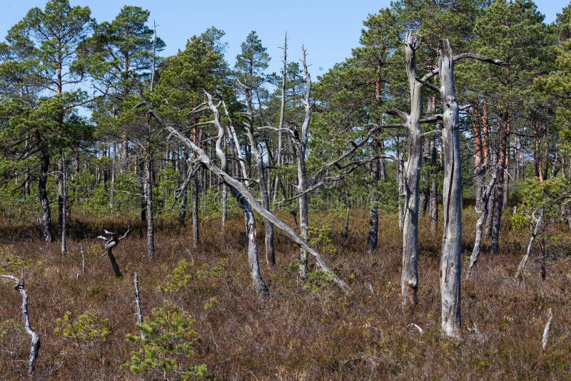 Old Withered Trees on the Chojnik Mountain Stock Photo - Image of ...