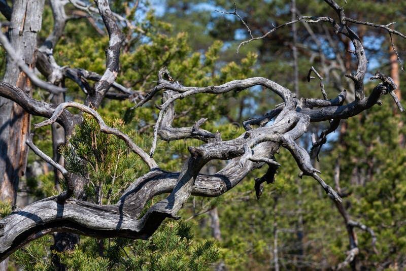 Pine Three and Old Withered Trees in Forest Wit Reflections Stock Photo ...