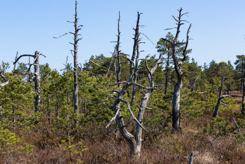 Pine Three and Old Withered Trees in Forest Wit Reflections Stock Image ...