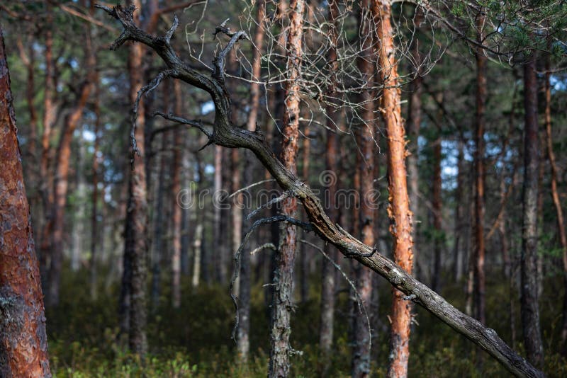 Pine Three and Old Withered Trees in Forest Wit Reflections Stock Photo ...