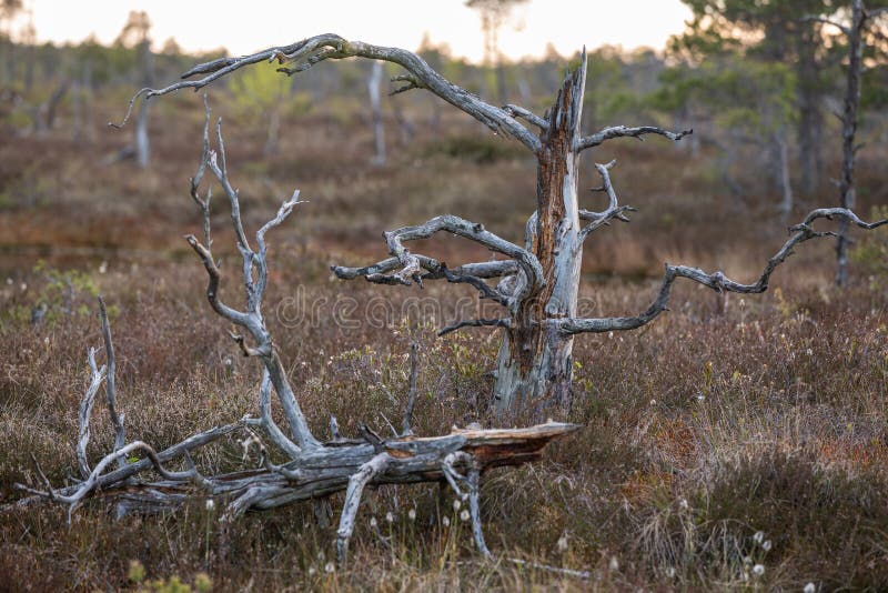 Old Withered Trees on the Chojnik Mountain Stock Photo - Image of ...
