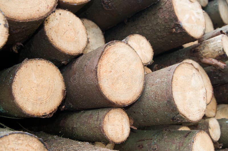 Pine timber stock image. Image of pine, long, tree, timber - 15212255